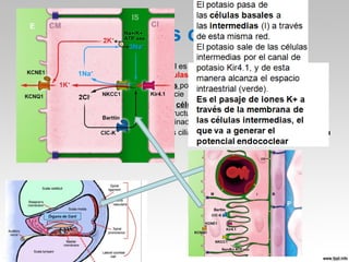 Fisiologia del oido | PPT