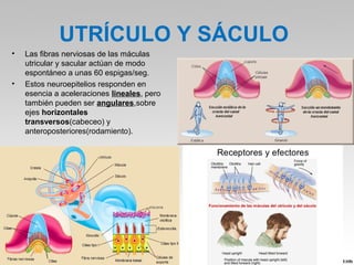 Fisiologia del oido | PPT
