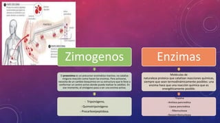 Fisiologia del pancreas | PPTX