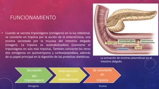 Fisiologia del pancreas | PPT