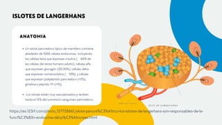 Fisiologia del pancreas y su relacion con la diabbetes | PDF