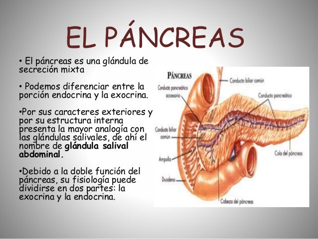 Fisiologiadelpancreas micro-101031202228-phpapp01