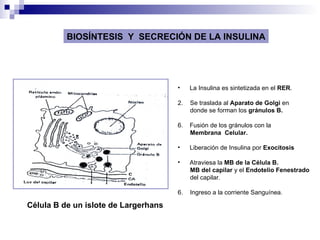 Fisiologia Del Pancreas Endocrino | PPT