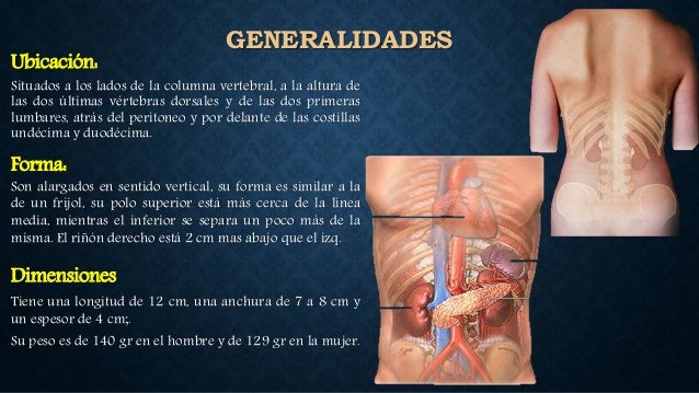 Fisiologia Del Riñón