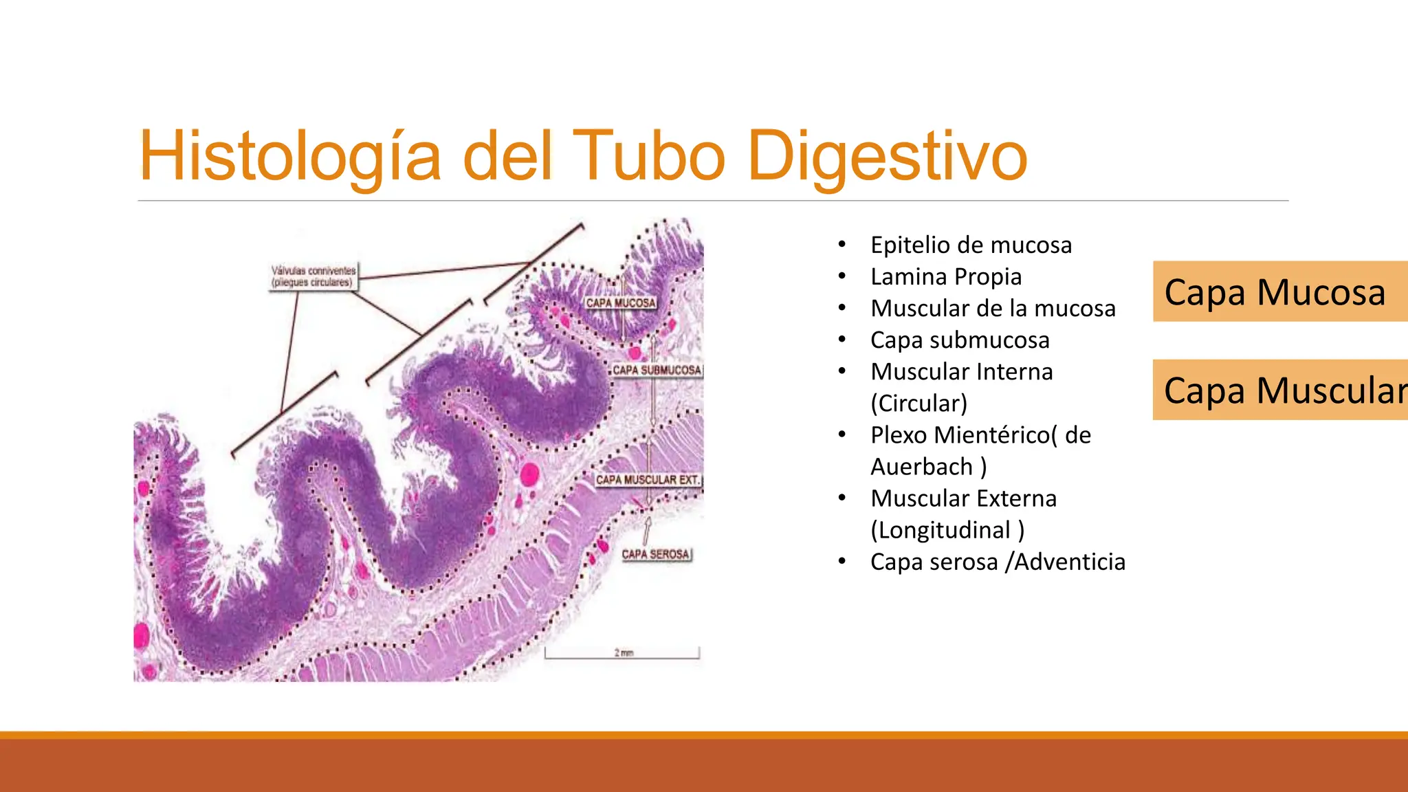 Fisiologia_del_Sistema_Digestivo. Fisiologia_del_Sistema_Digestivopptx ...