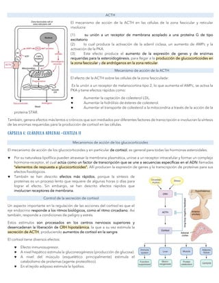 Fisiología del Sistema Endocrino (1).pdf