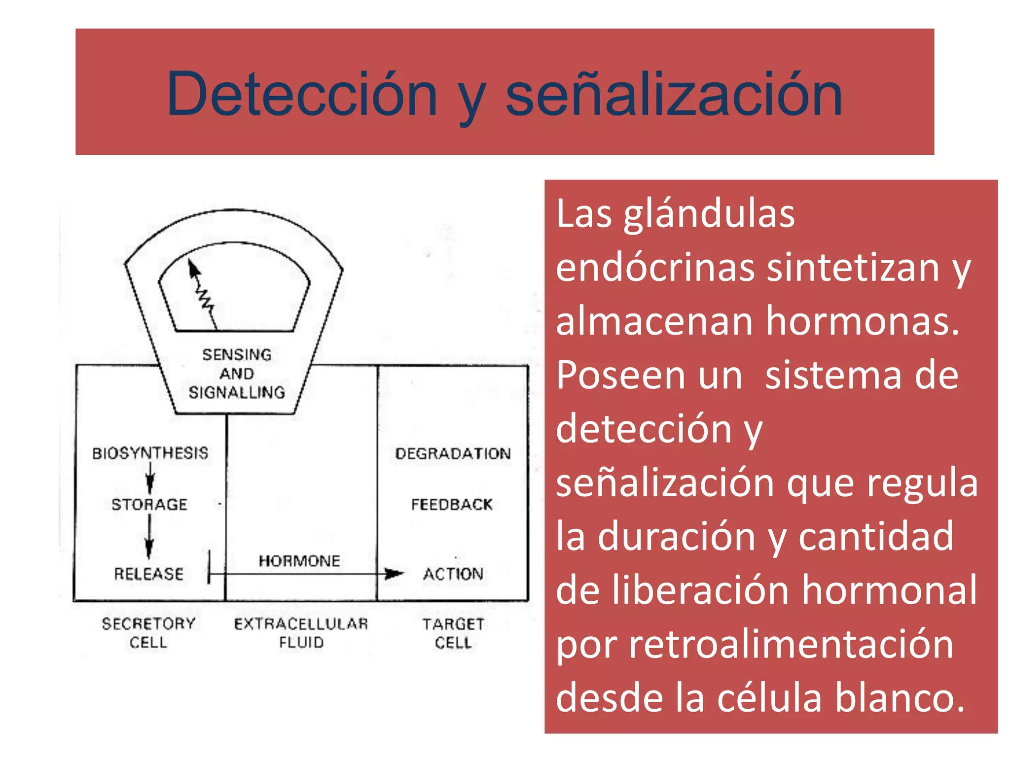 Fisiologia del sistema endocrino para 200 y 400 2015 | PPT