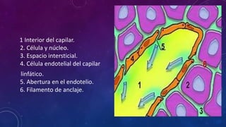 Fisiologia del sistema linfatico | PPTX