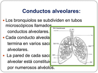 Fisiologia del sistema respiratorio expo | PPTX