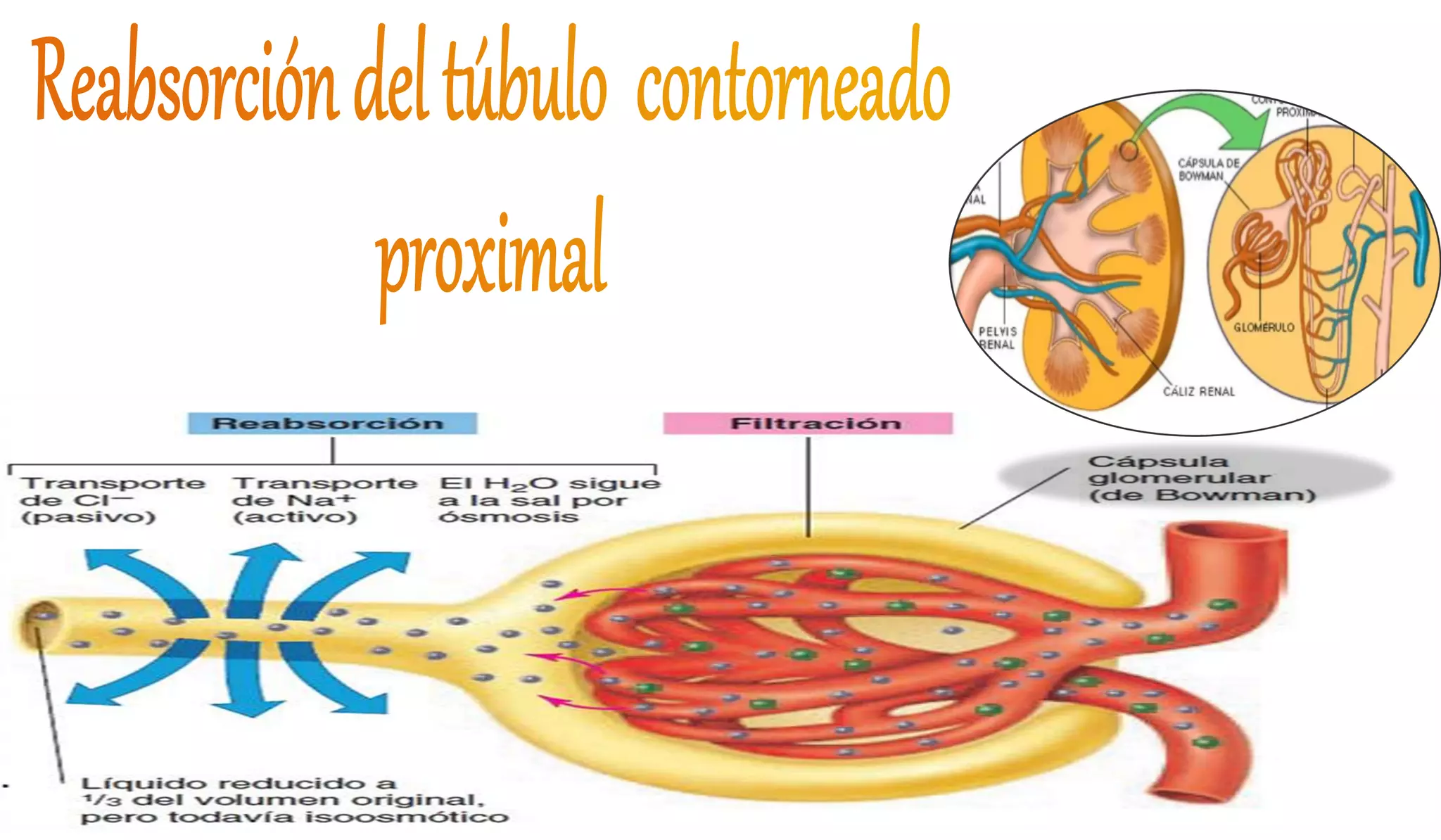 Fisiologia del tubulo proximal | PPTX