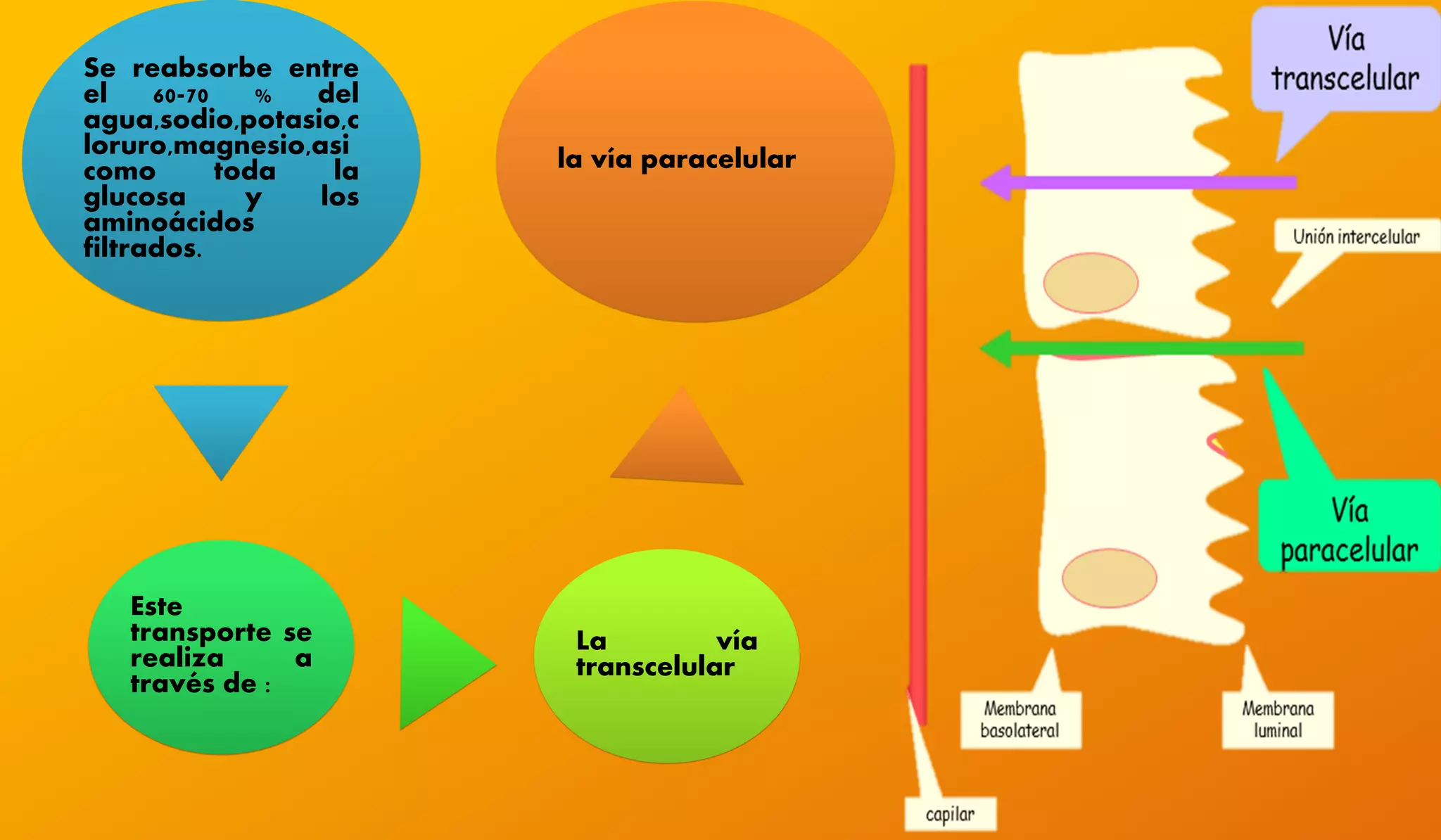 Fisiologia del tubulo proximal | PPTX