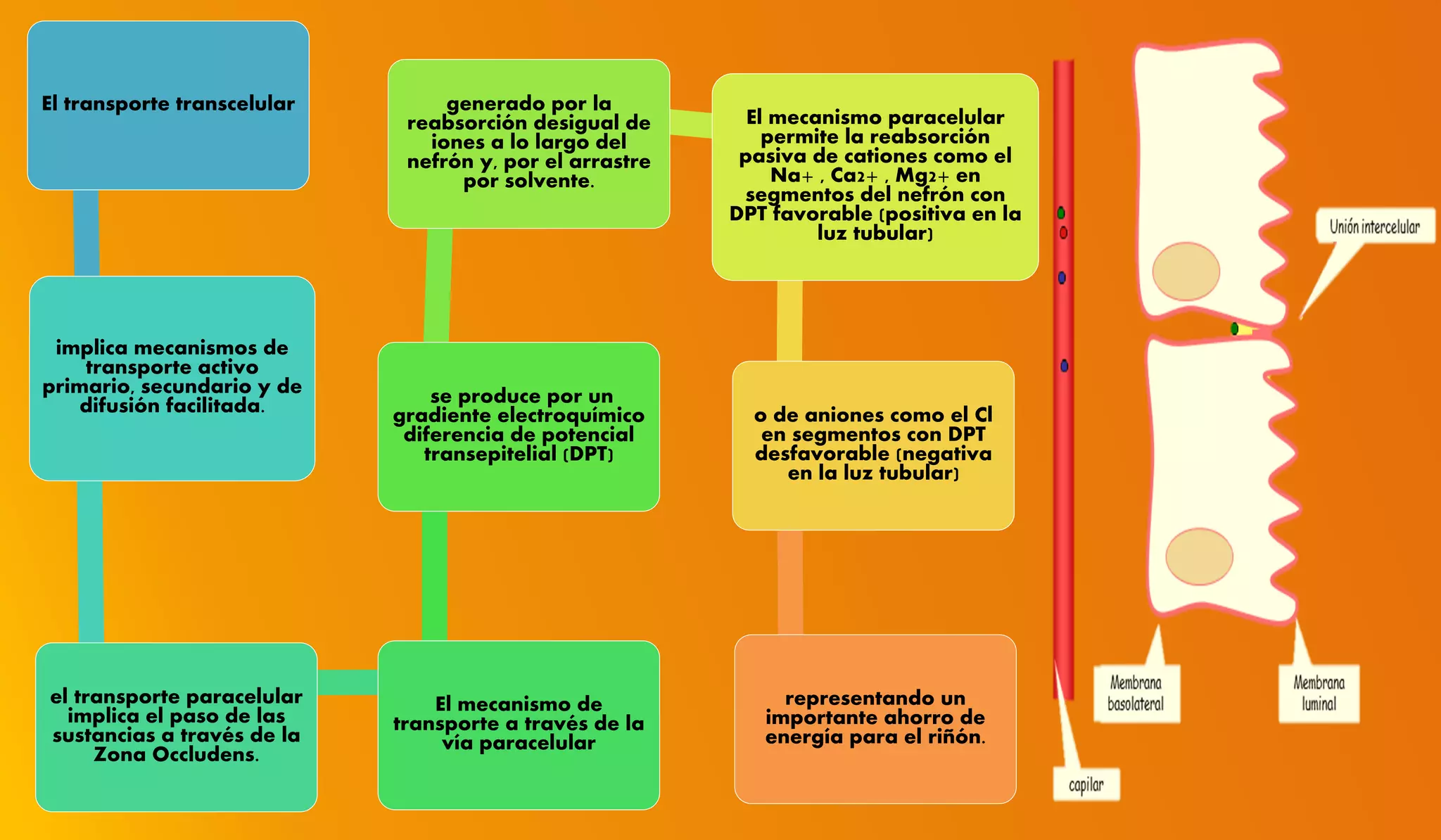 Fisiologia del tubulo proximal | PPTX