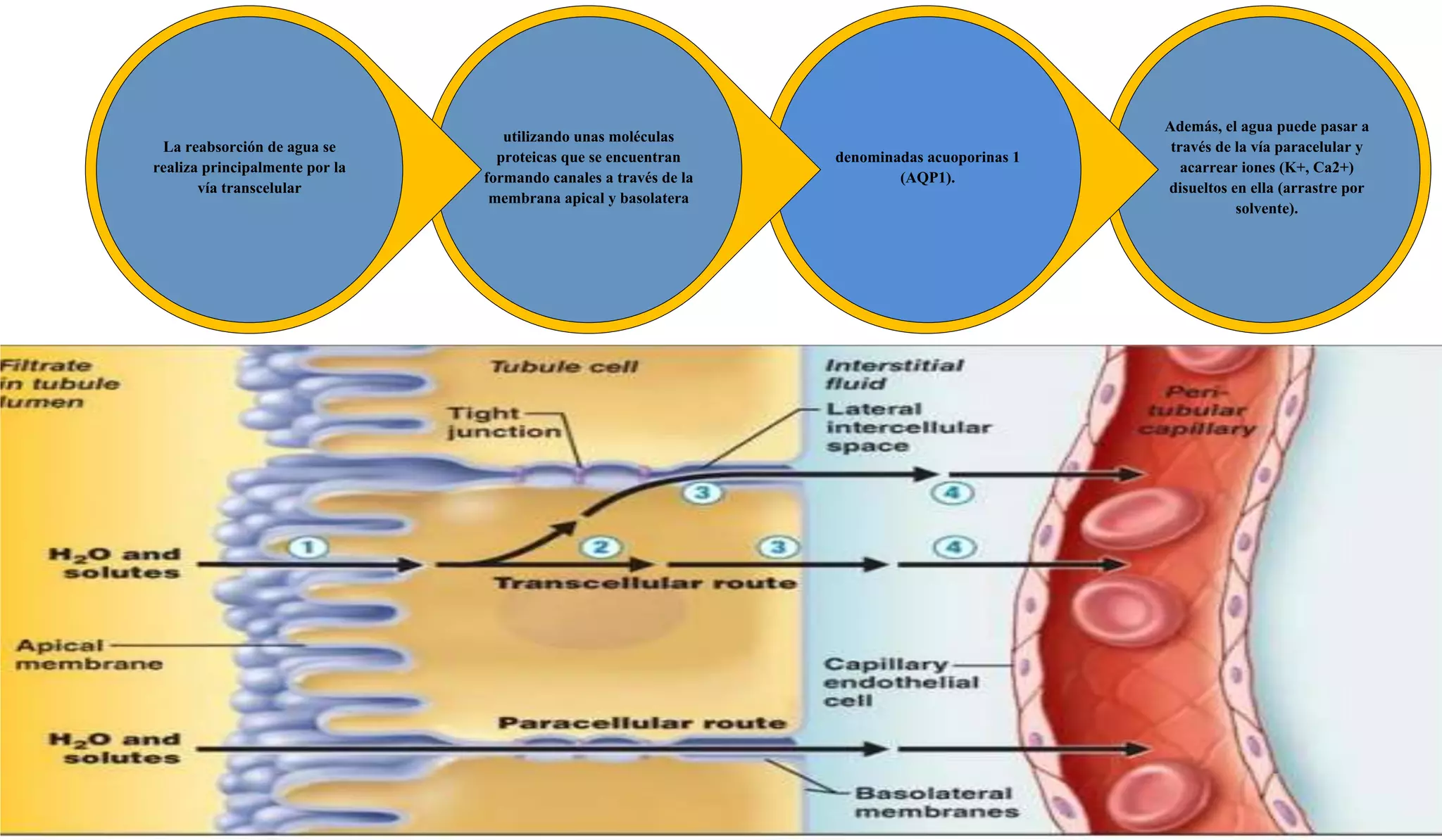 Fisiologia del tubulo proximal | PPTX