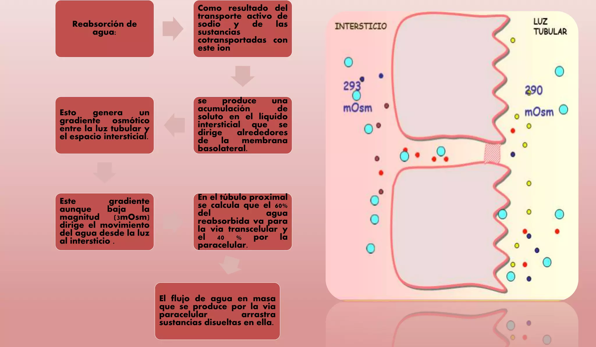 Fisiologia del tubulo proximal | PPTX