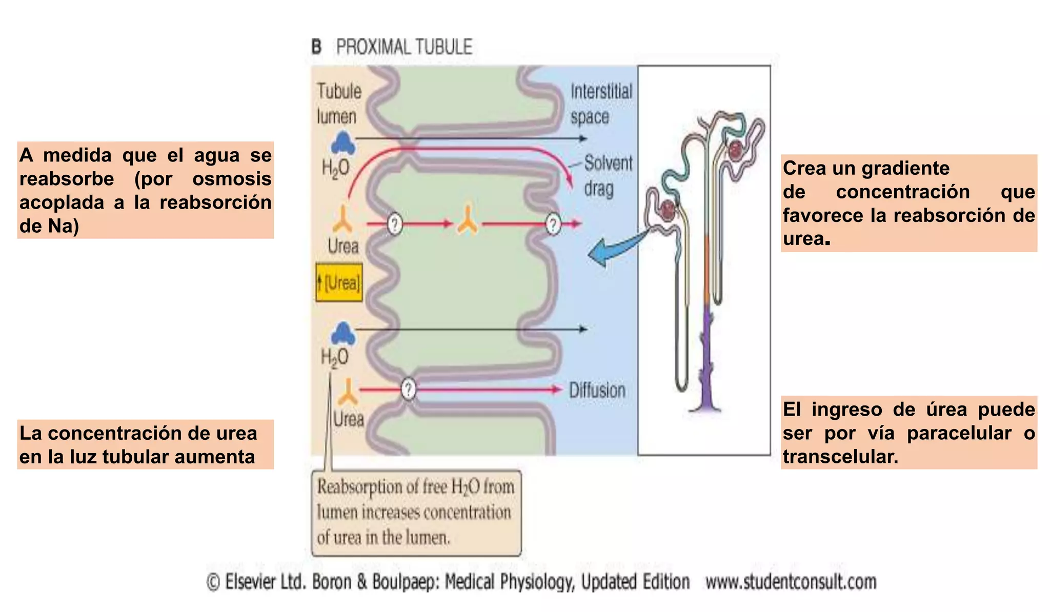 Fisiologia del tubulo proximal | PPTX