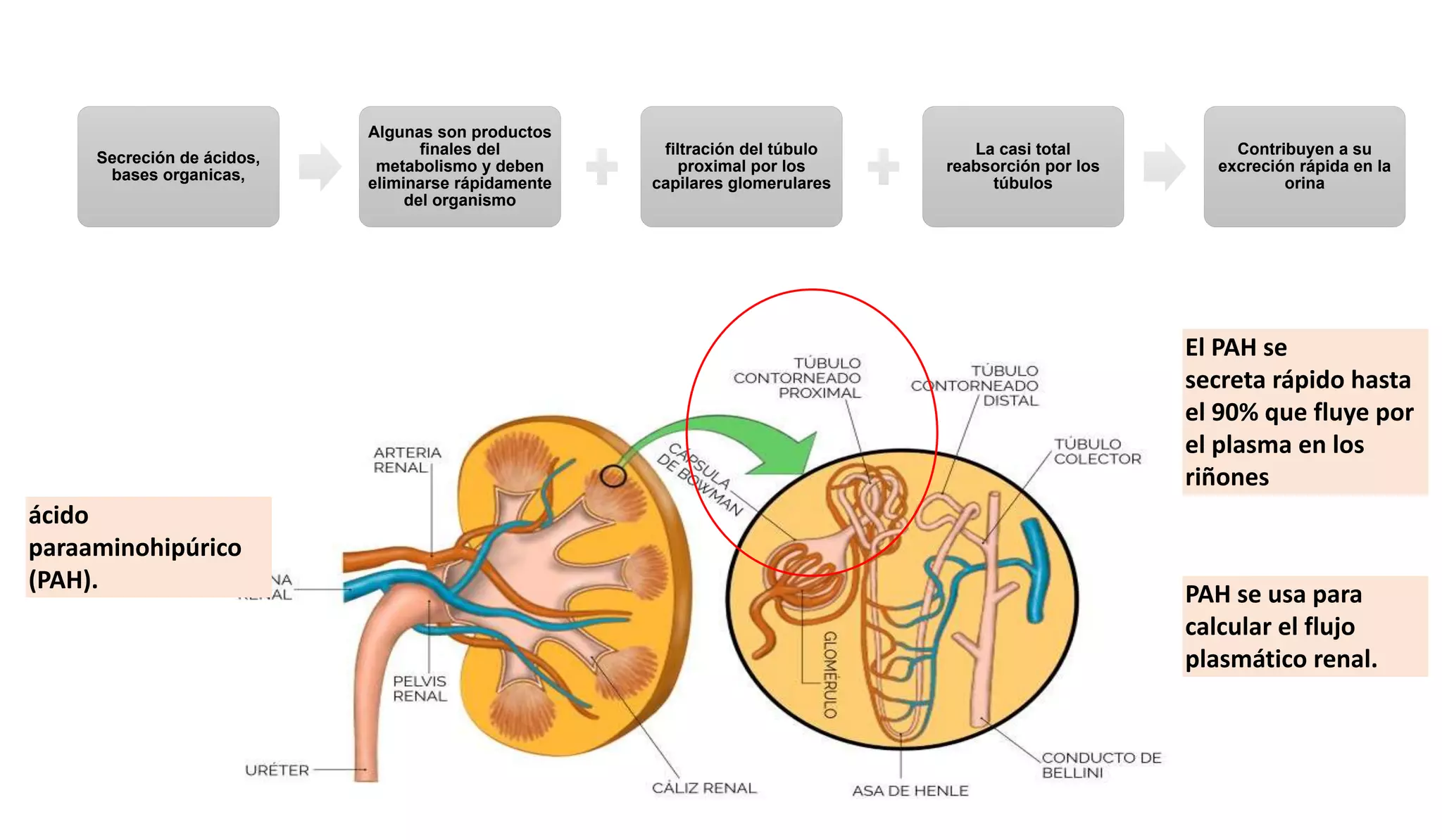 Fisiologia del tubulo proximal | PPTX