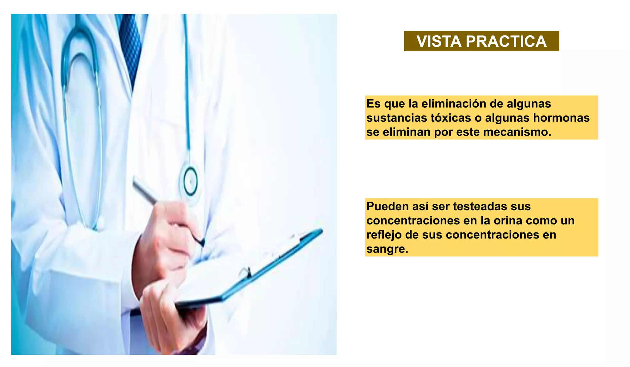 Fisiologia del tubulo proximal | PPTX