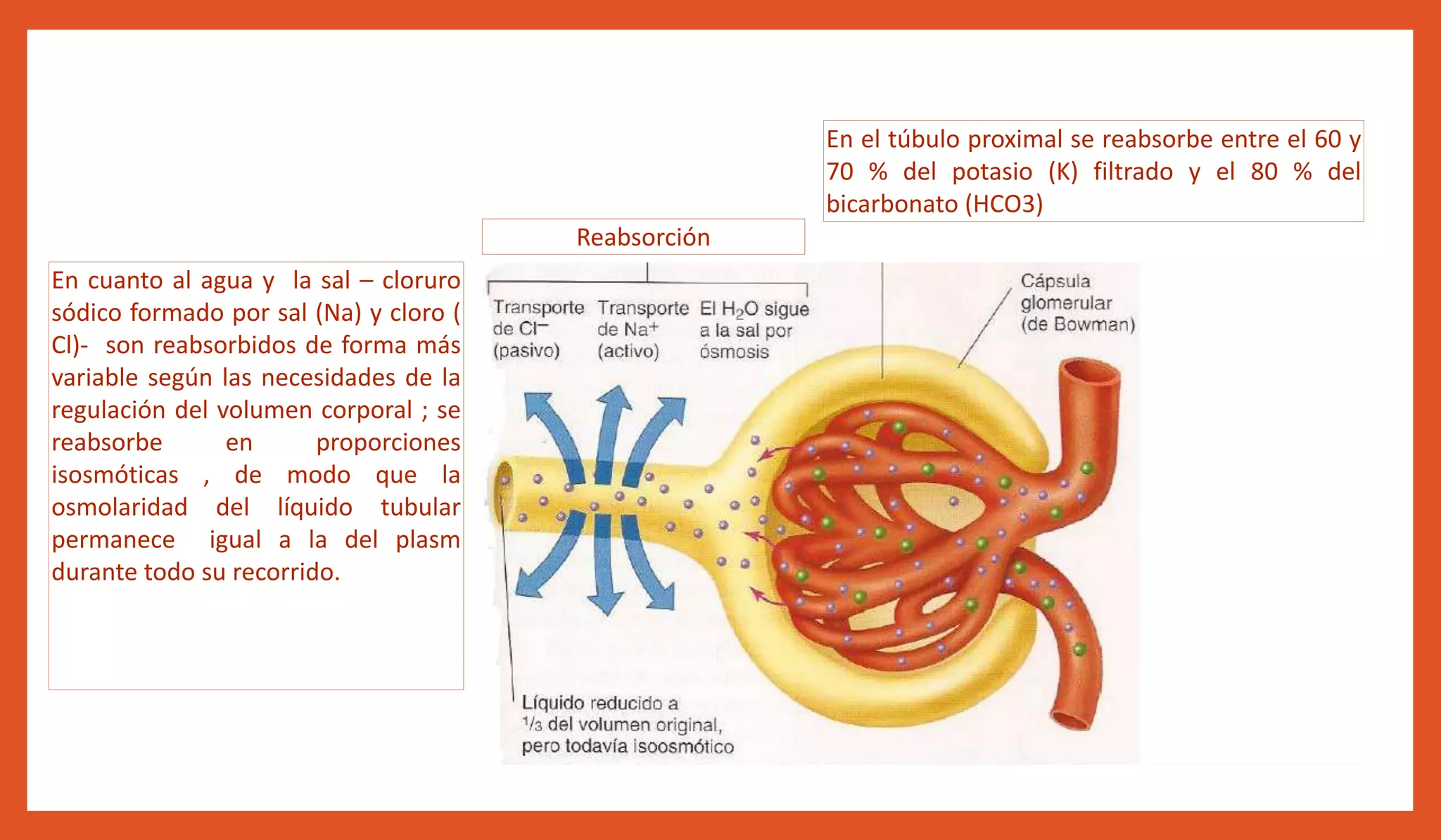 Fisiologia del tubulo proximal | PPTX