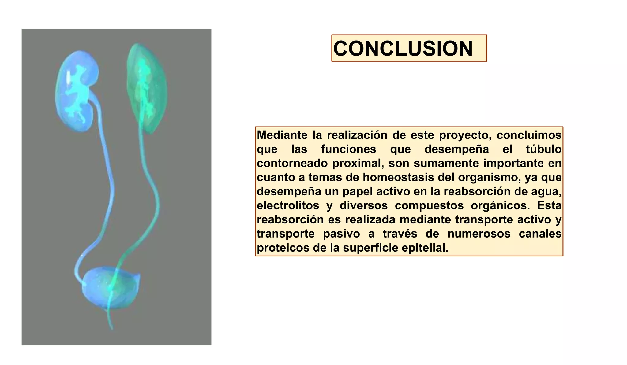 Fisiologia del tubulo proximal | PPTX