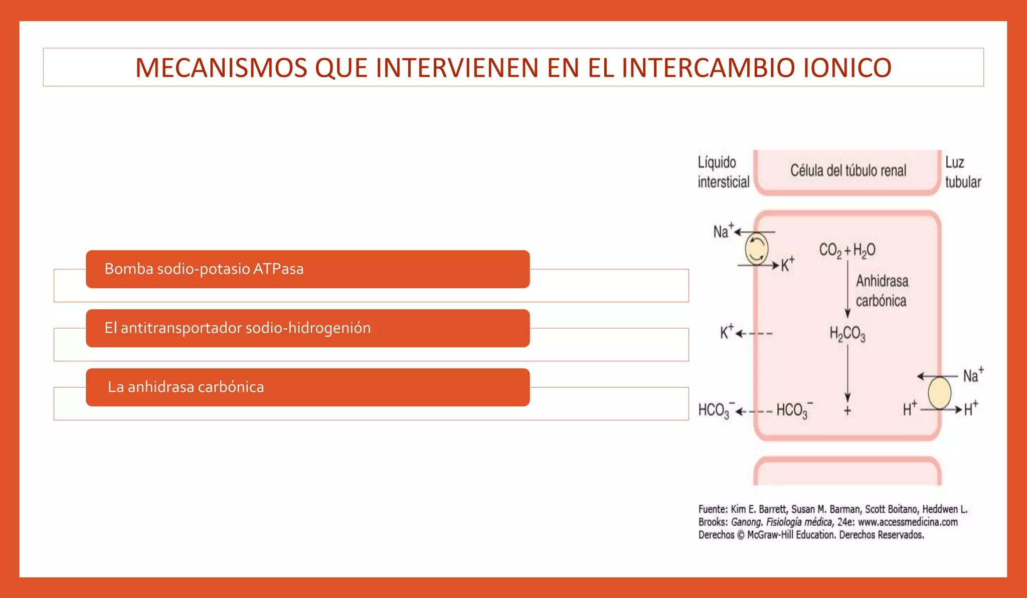 Fisiologia del tubulo proximal | PPTX
