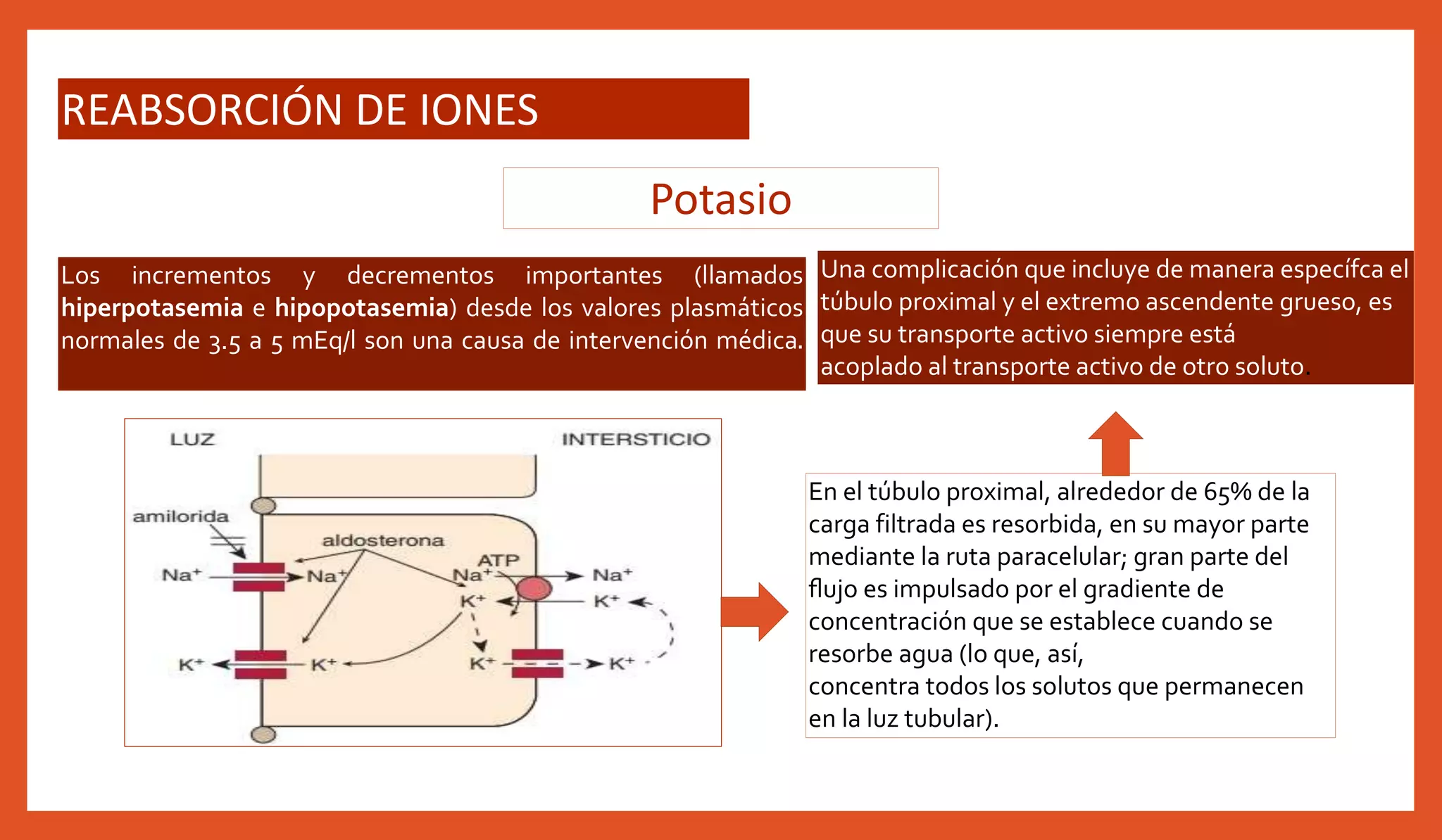 Fisiologia del tubulo proximal | PPTX