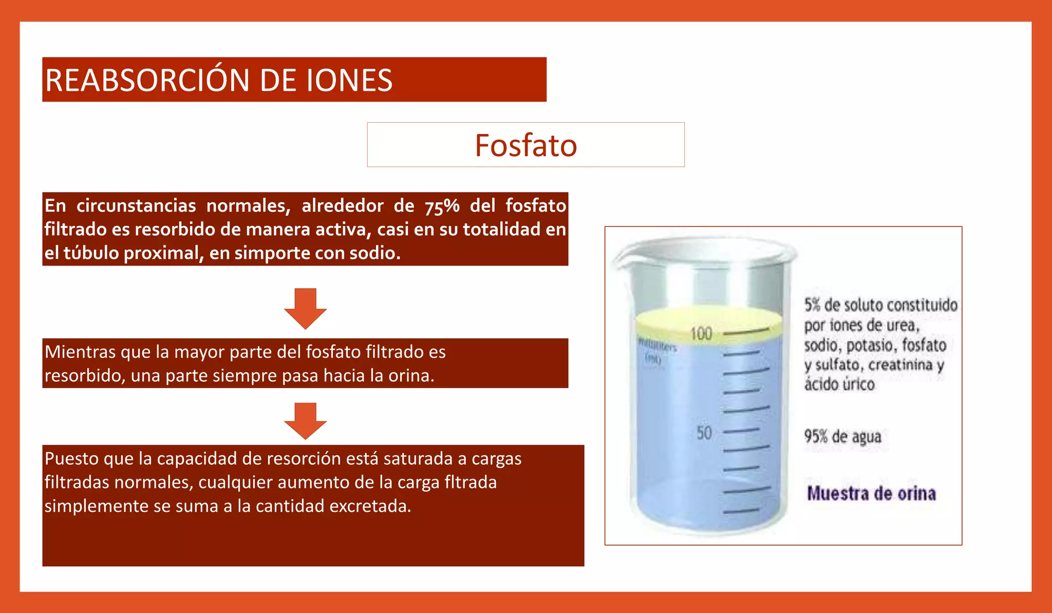Fisiologia del tubulo proximal | PPTX