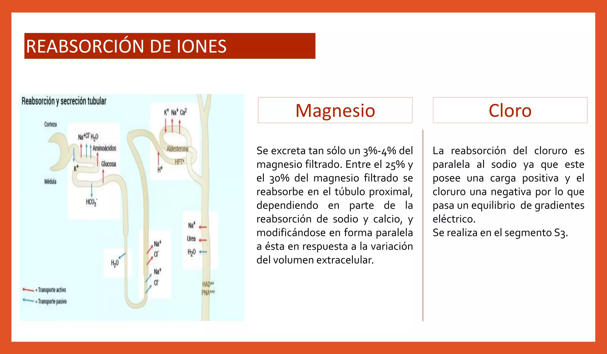 Fisiologia del tubulo proximal | PPTX