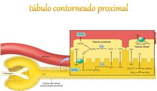 Fisiologia del tubulo proximal | PPTX