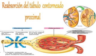 Fisiologia del tubulo proximal | PPTX