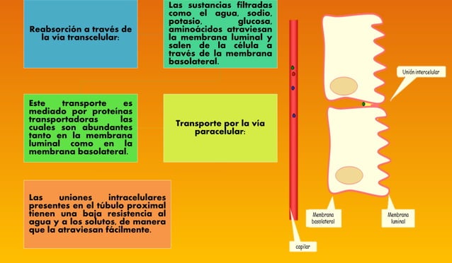 Fisiologia del tubulo proximal | PPTX