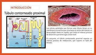 Fisiologia del tubulo proximal | PPTX
