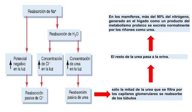 Fisiologia del tubulo proximal | PPTX