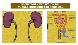 Fisiologia del tubulo proximal | PPTX