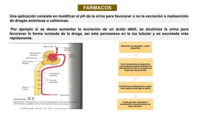 Fisiologia del tubulo proximal | PPTX