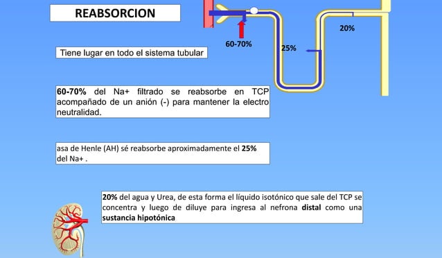 Fisiologia del tubulo proximal | PPTX