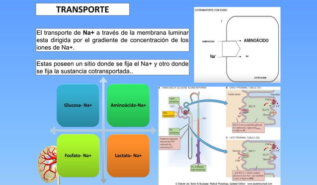 Fisiologia del tubulo proximal | PPTX