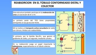 Fisiologia del tubulo proximal | PPTX