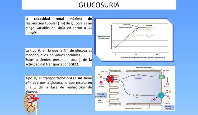 Fisiologia del tubulo proximal | PPTX