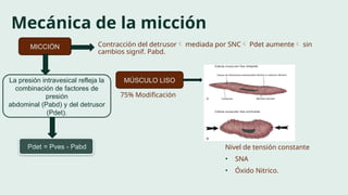 FISIOLOGIA DE LA MICCION EN UROLOGIA PEDIATRICA.pptx