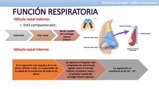FISIOLOGIA DE NARIZ Y SPN.pptx
