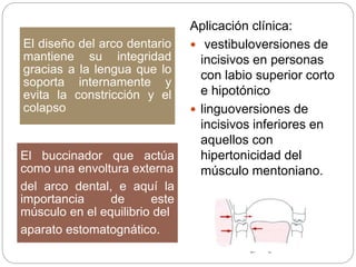 Fisiologia dentomaxilofacial | PPTX