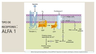 Fisiologia de receptores adrenergicos.pptx