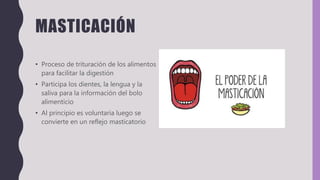 Fisiologia digestiva | PPTX