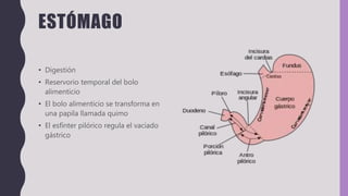 Fisiologia digestiva | PPTX