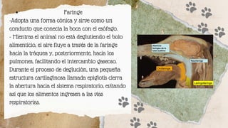 Fisiologia digestiva del perro veterinaria | PDF