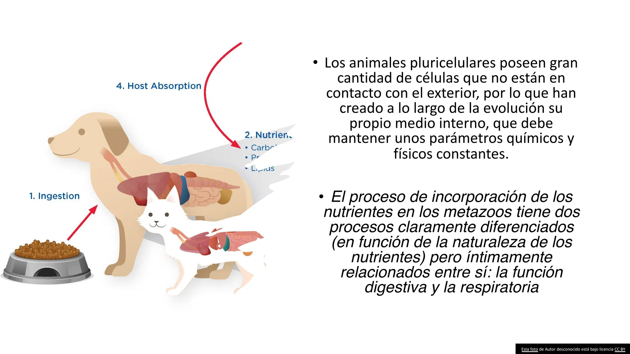 Fisiologia Digestiva de los monogastricos | PDF