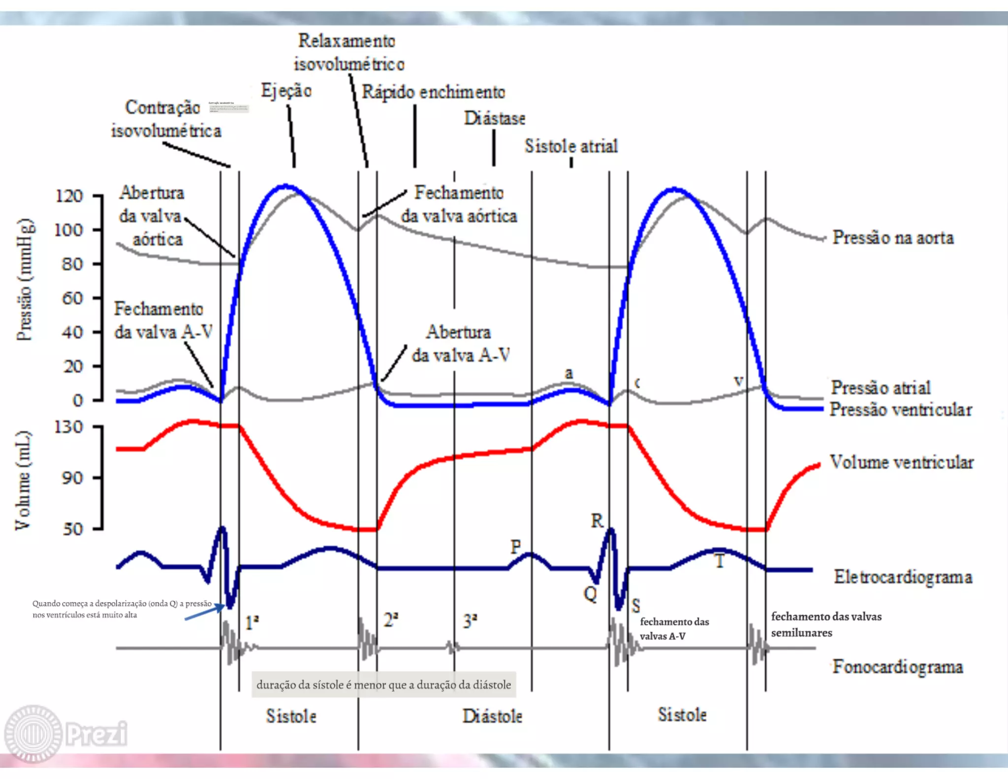 Fisiologia do exercício sistema cardiovascular | PDF