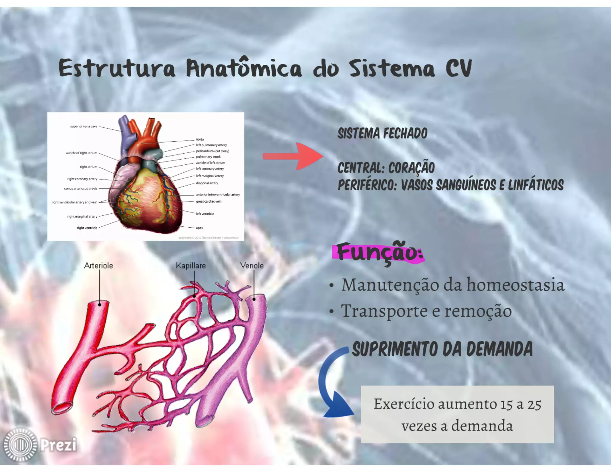 Fisiologia do exercício sistema cardiovascular | PDF