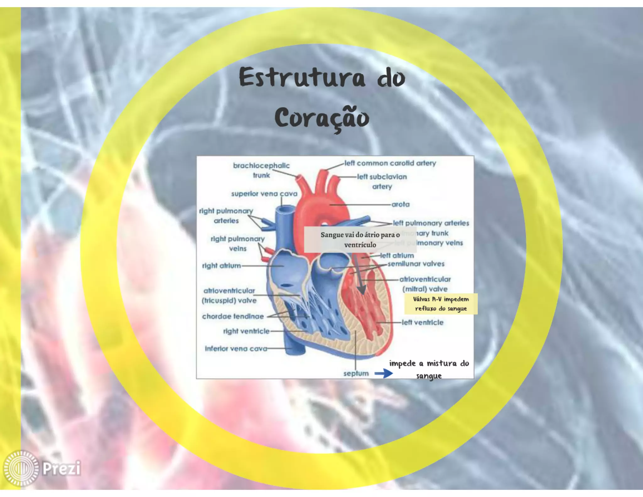 Fisiologia do exercício sistema cardiovascular | PDF