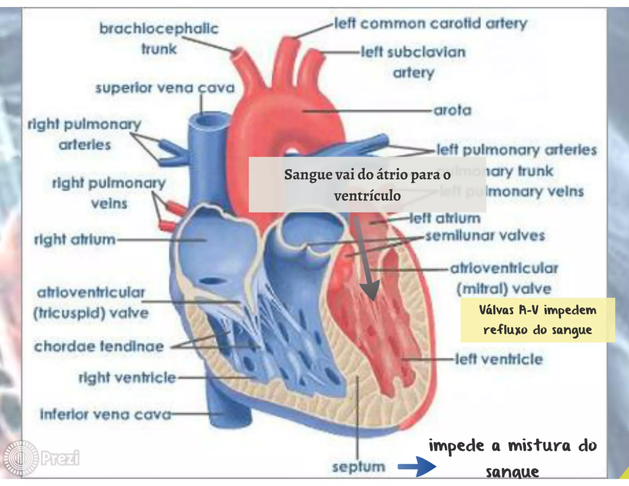 Fisiologia do exercício sistema cardiovascular | PDF